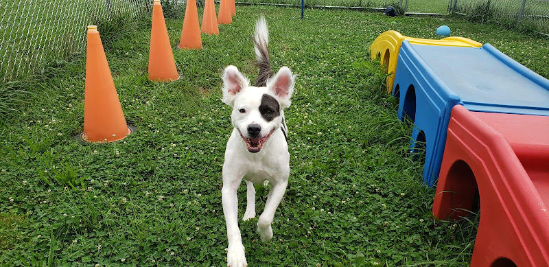 Gochenauer Pet Resort - Lititz, PA 17543 - BerksConnect