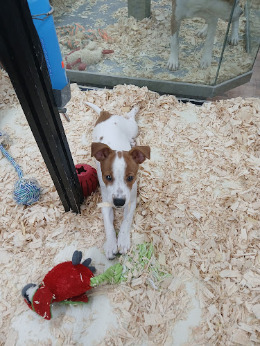 Robin Zimmers Pets - Boyertown, PA 19512 - BerksConnect